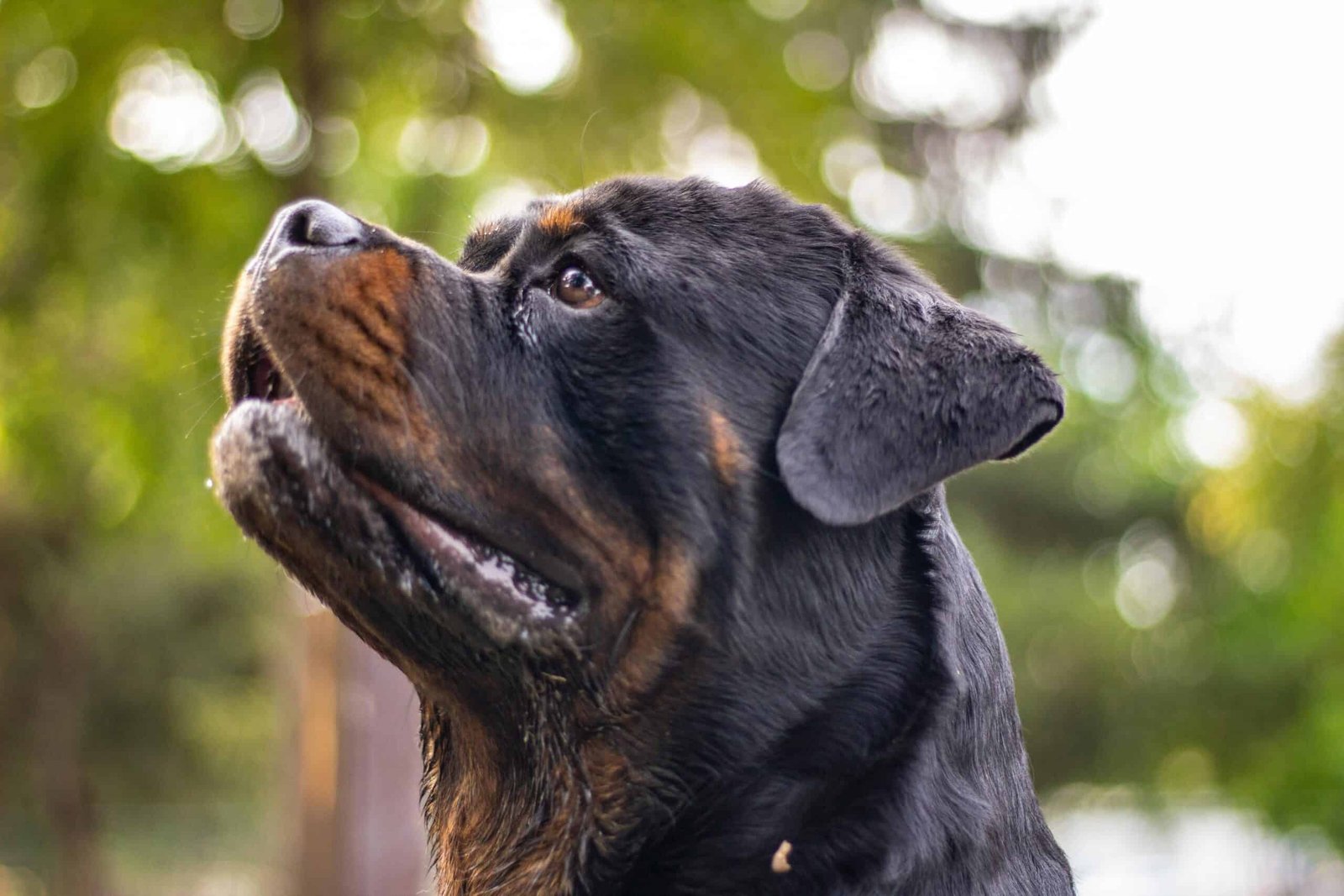 Breeds - Guard Dogs Kannel
